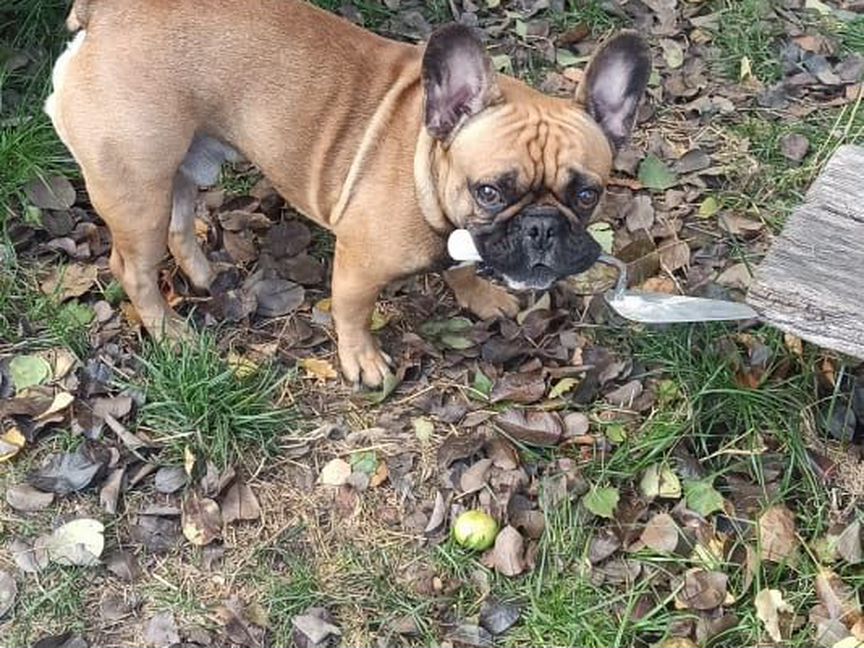 Вязка Французского бульдога