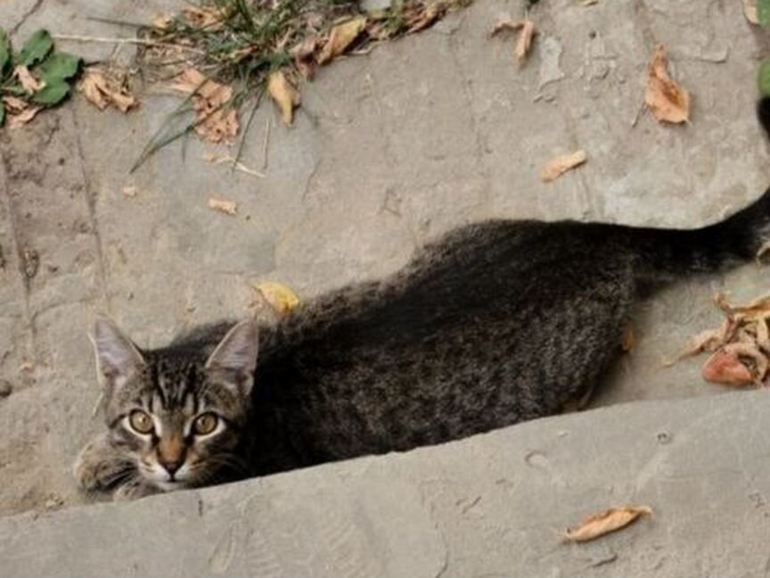 Кот бесплатно