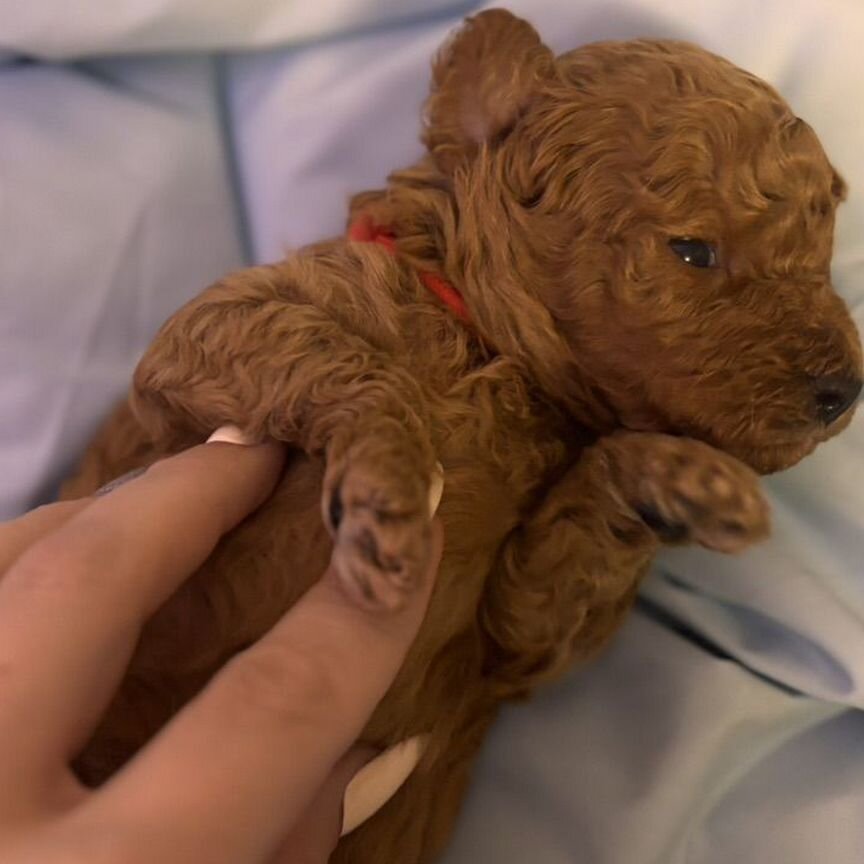 Той-пудель, щенок