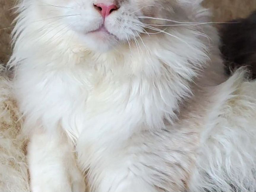Котята чистокровные Мейн кунв