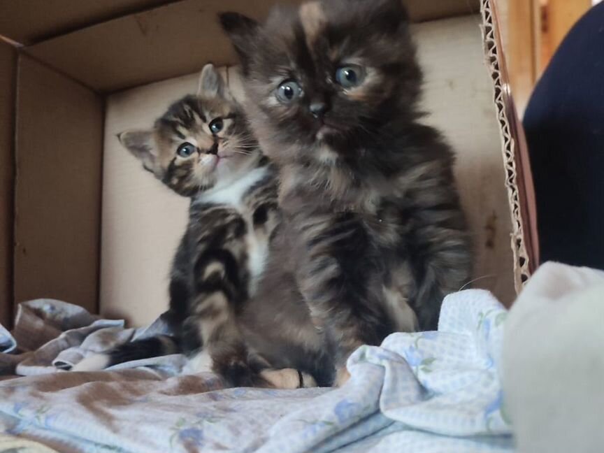Котята в добрые руки бесплатно