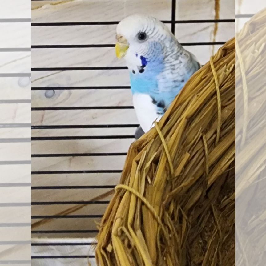 Волнистый попугай Боня с клеткой