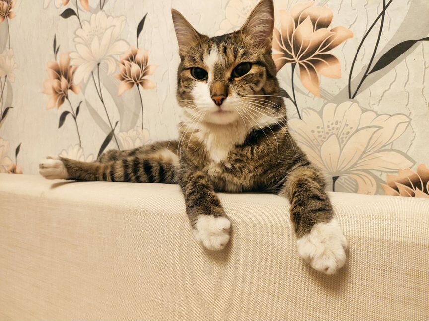 Европейский короткошерстный кот