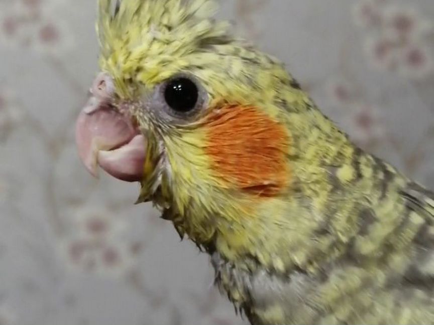 Попугай корелла птенец