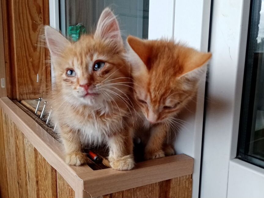 Рыжики в добрые руки