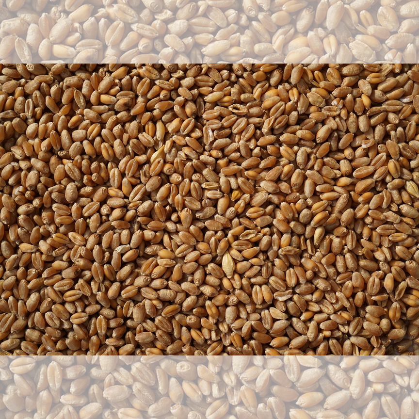 Продам пшеницу