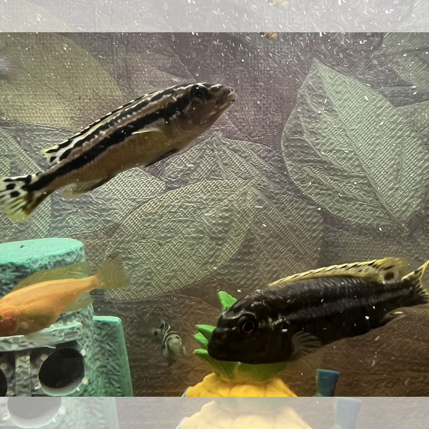 Меланохромис ауратус золотой