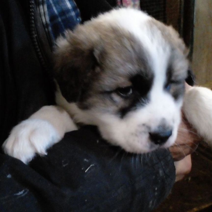 Московская сторожевая, щенок