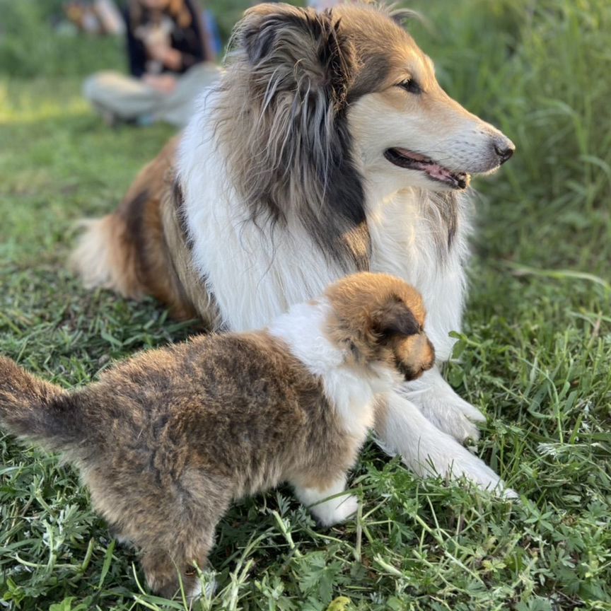 Колли, щенок