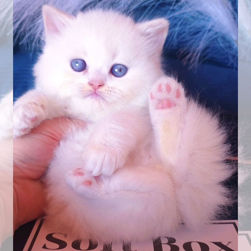 Британский котик