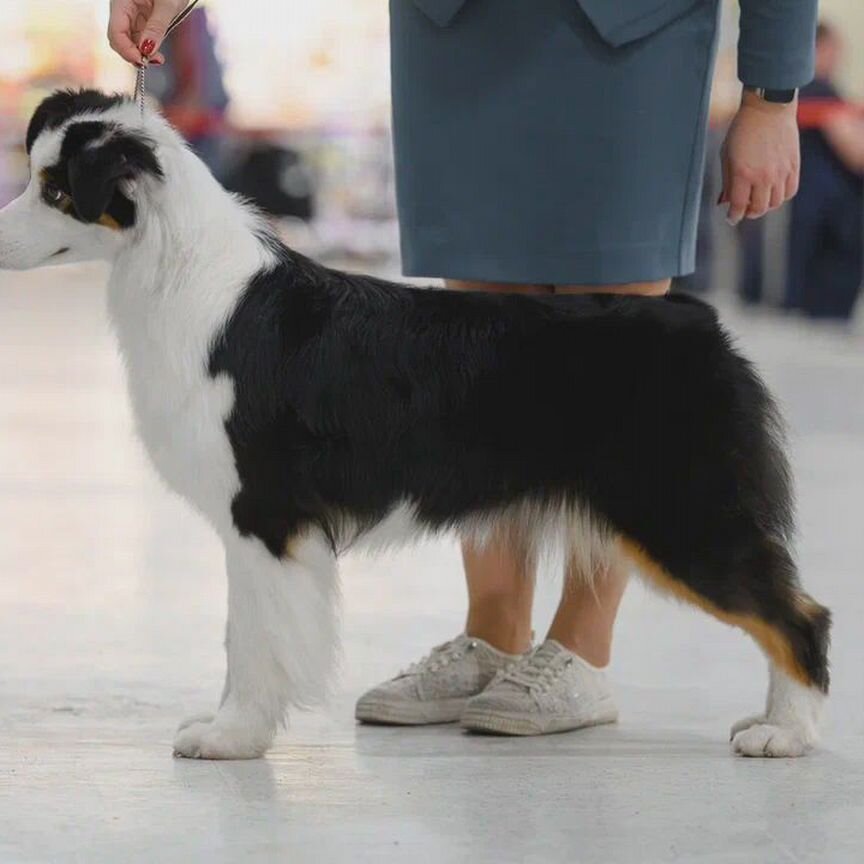 Австралийская овчарка, щенок