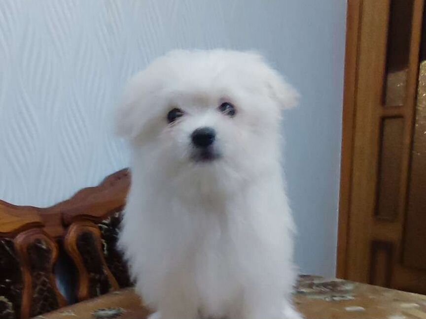 Мальтипо мальчик