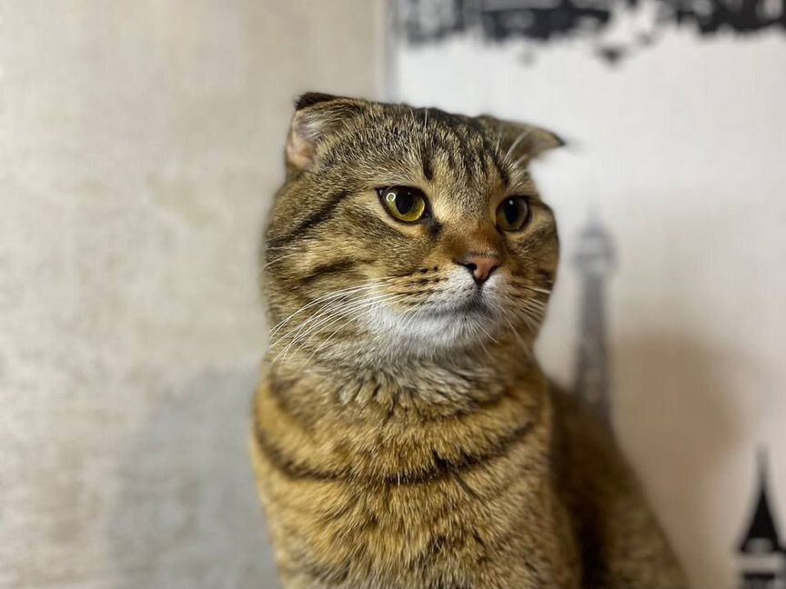 Котик ищет невесту