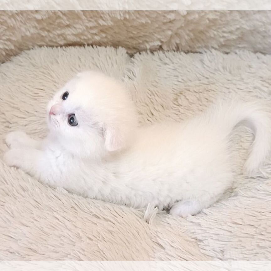 Манчкин котёнок