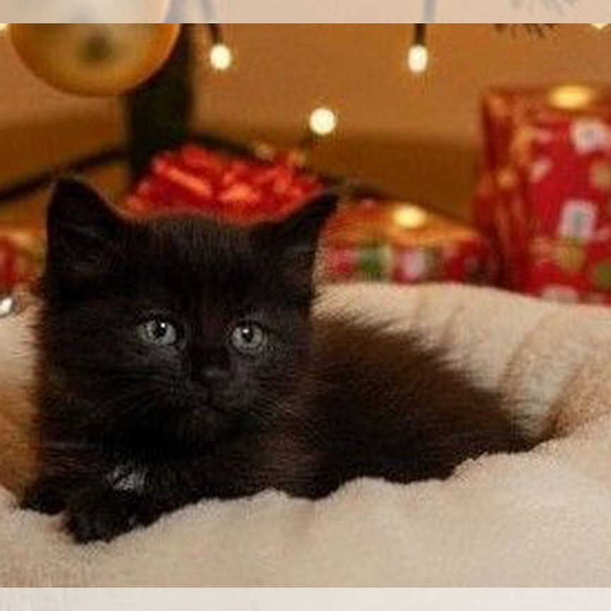 Мейн-кун котёнок