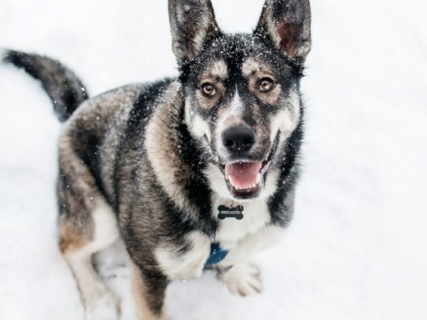 Собака в добрые руки