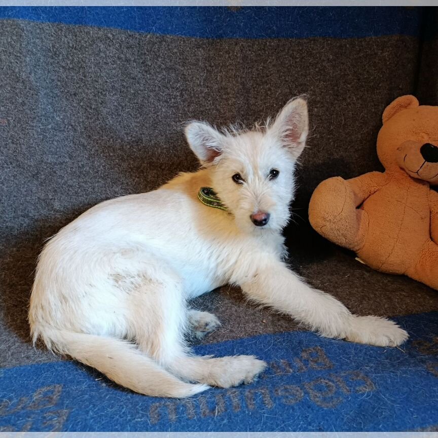 Щенок в добрые руки