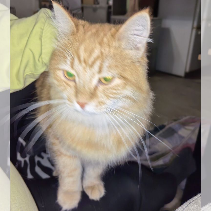 Отдам бесплатно кота