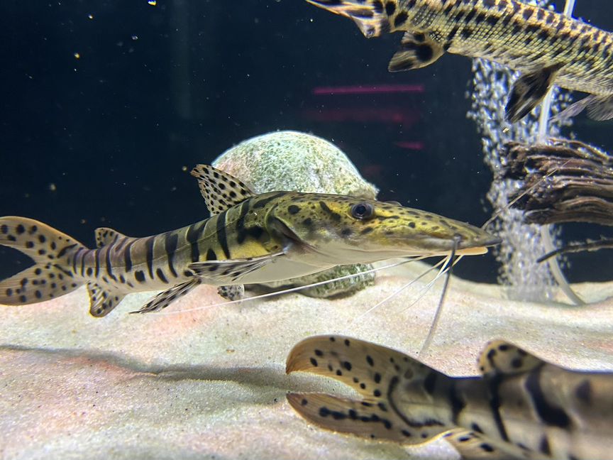 Псевдоплатистома тигровая