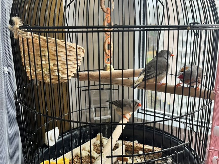 Японские амадины с клеткой