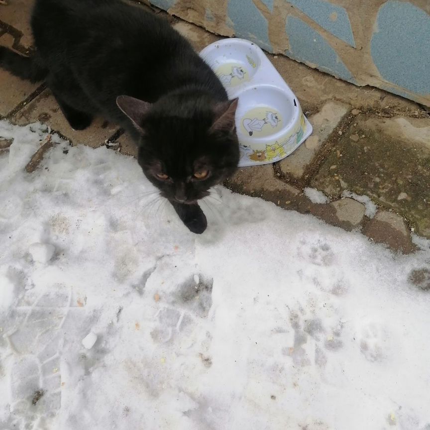 Котята в добрые руки бесплатно