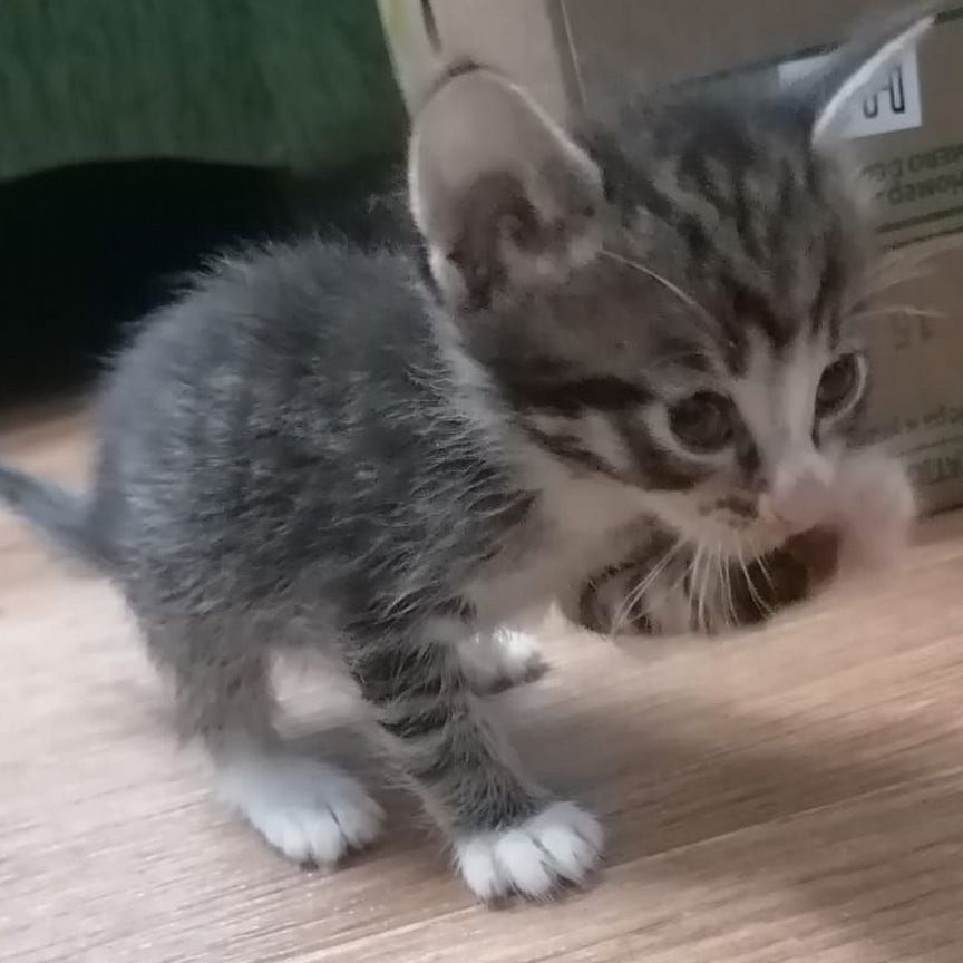 Котята в добрые руки бесплатно