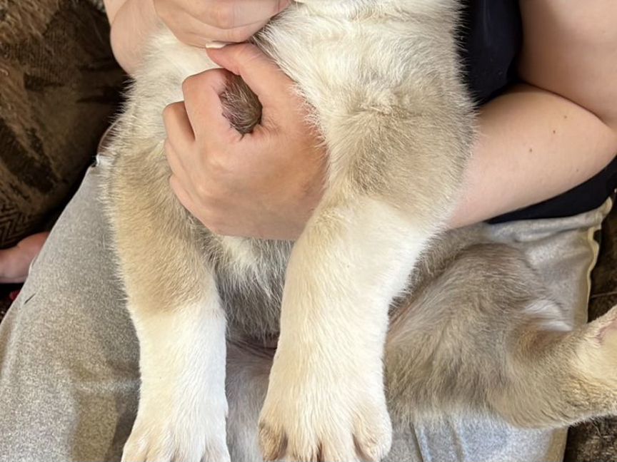 Щенки алабая, азиаты