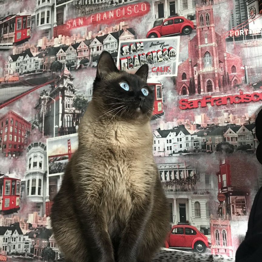 Отдам кота в добрые руки