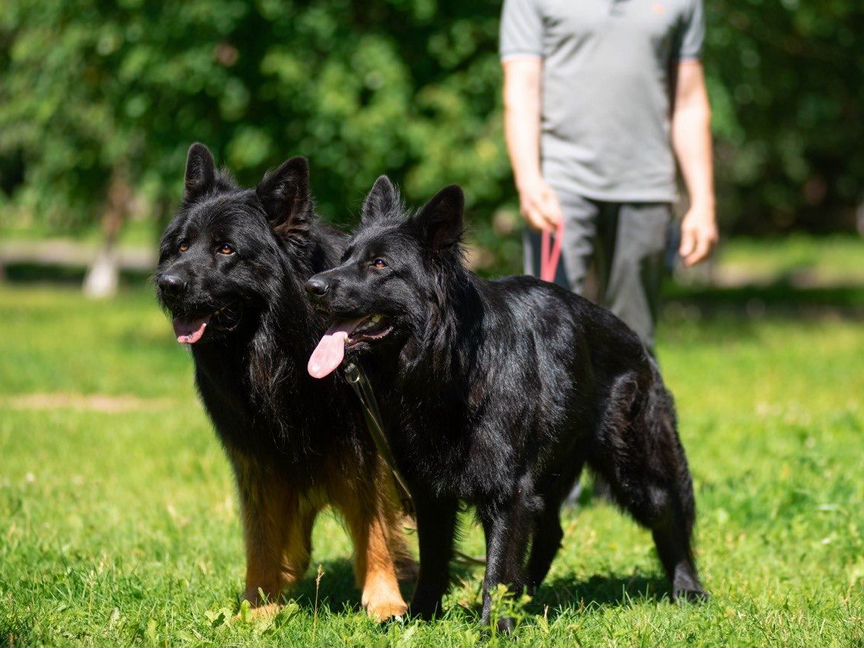 Щенки немецкой овчарки