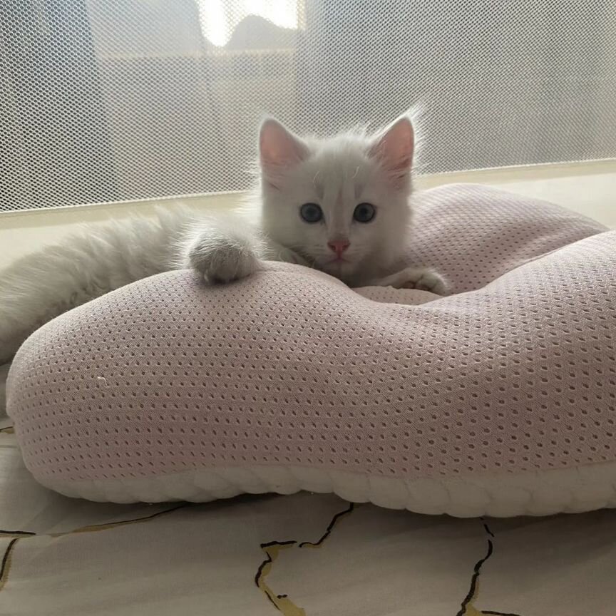 Сибирский котёнок