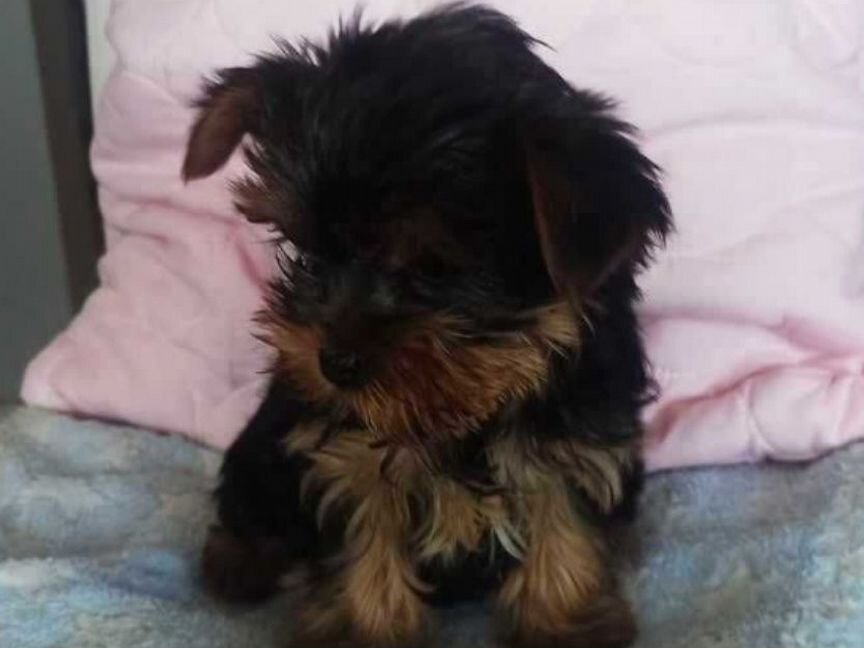 Йоркширский терьер мини