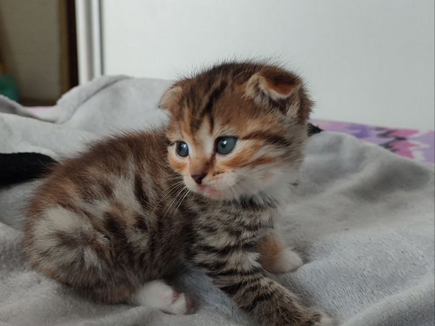 Котята от шотландской кошки