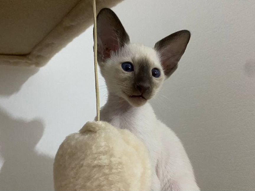 Ориентальный котенок