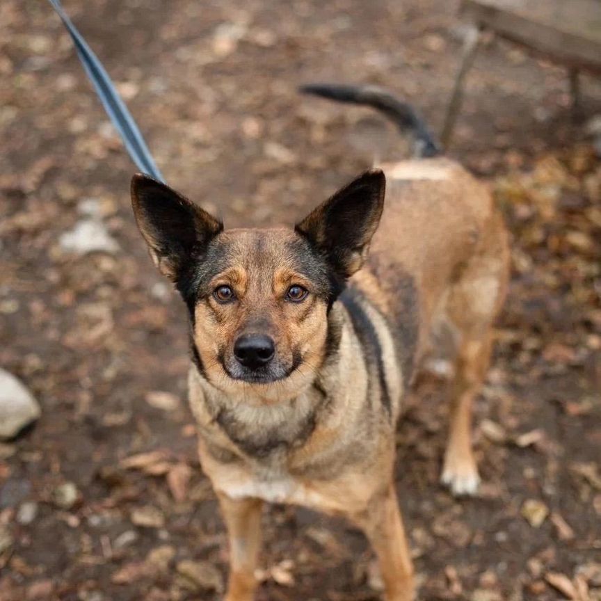Невысокая симпатичная собачка ищет дом и хозяев