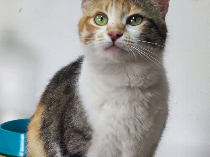 Молодая кошка в самые добрые руки