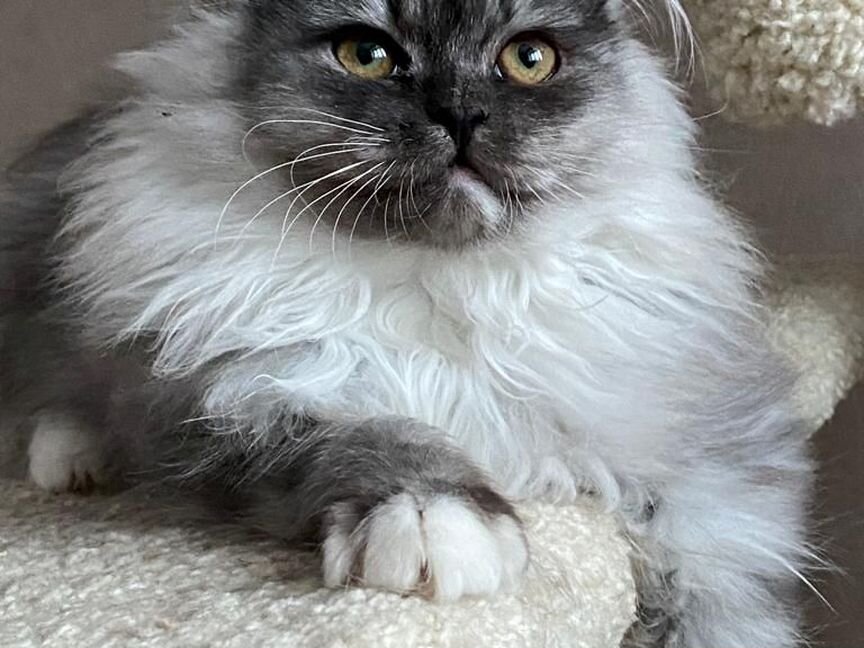 Сибирские серебристые сибирячки