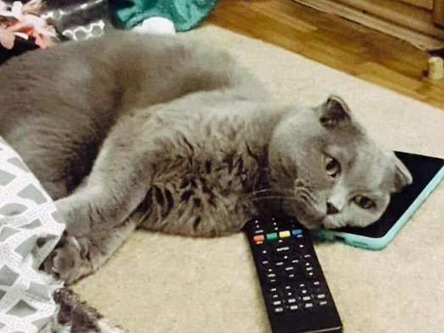 Отдам в добрые руки кота шотландец 3 года