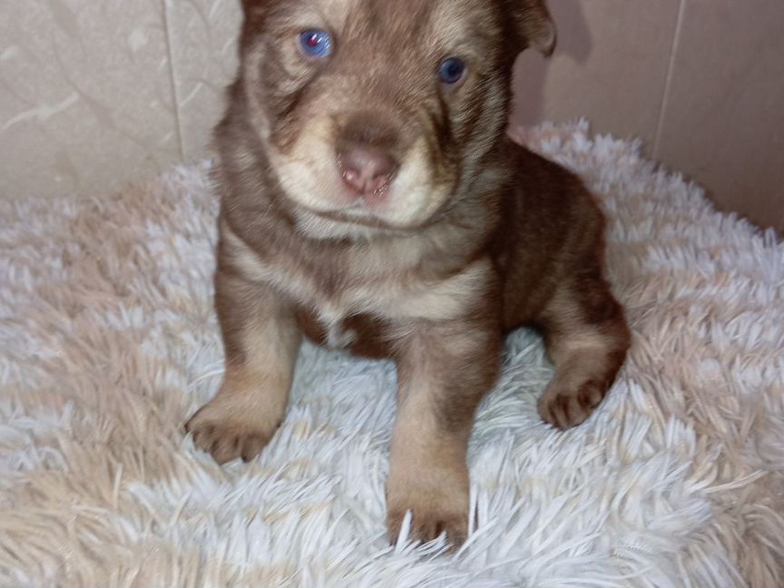 Мальчик помски