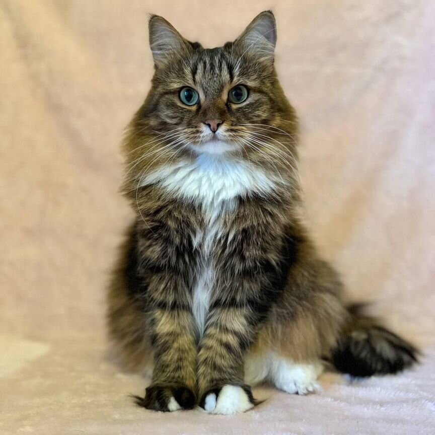 Идеальная кошка ищет надёжный дом