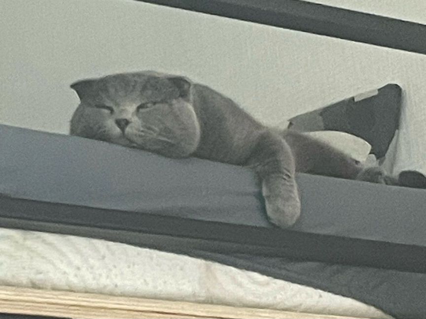 Шотландский вислоухий вислоухий, скотиш фолд