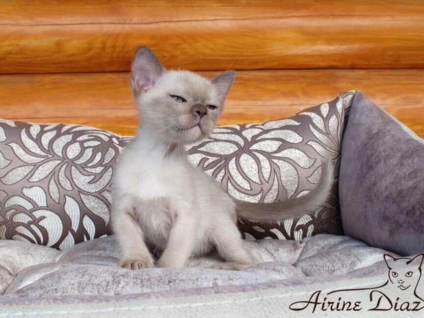 Европейская бурма