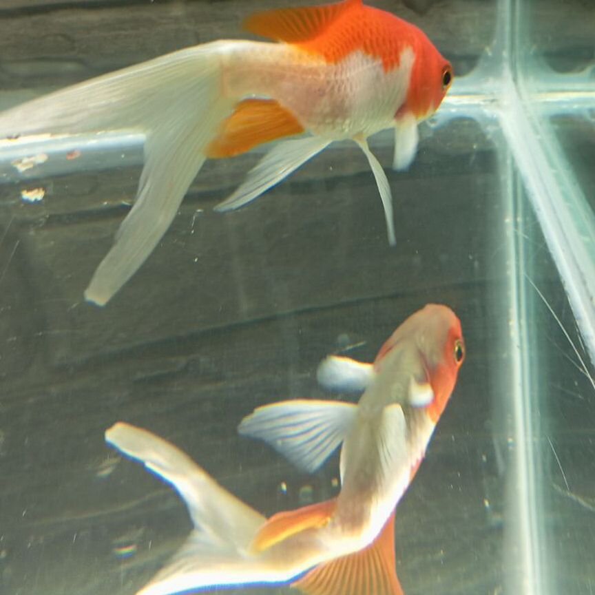 Золотая рыбка, сом таракаттум