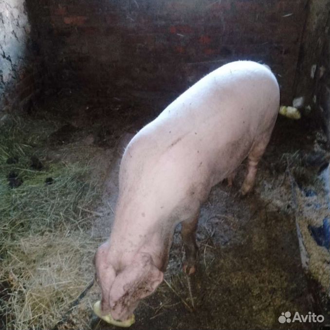 Хряк ландрас