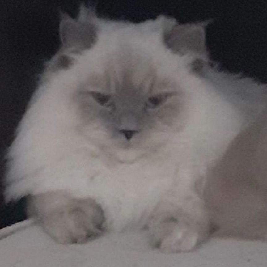 Вязка котика