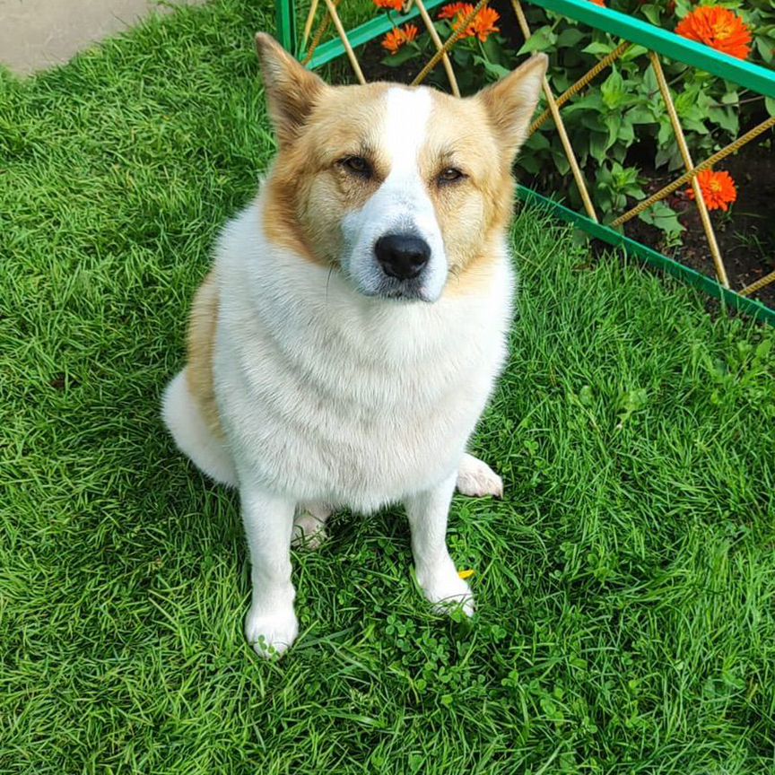 Отдам собаку в добрые руки