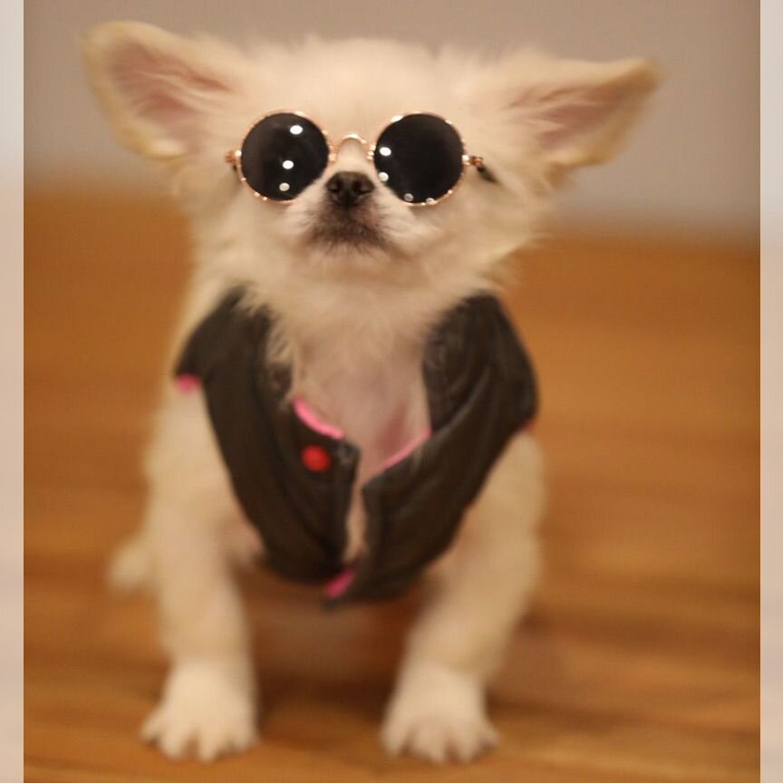 Чихуахуа, щенок