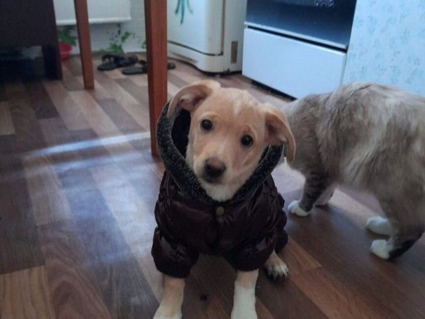 Маленькая собака в добрые руки