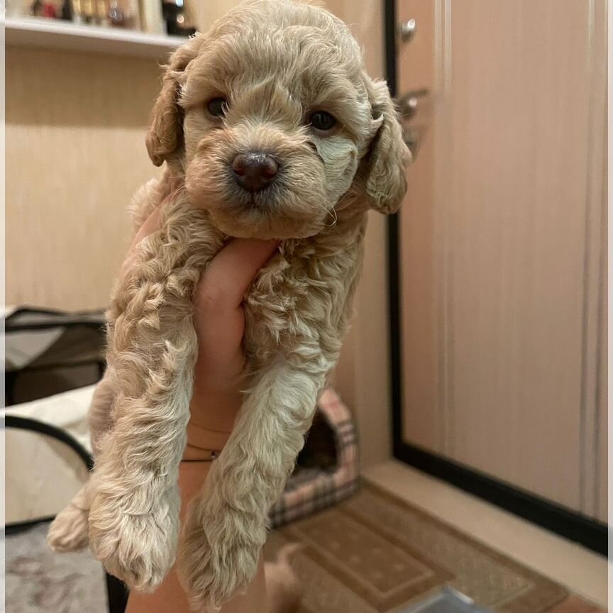 Мальтипу, щенок