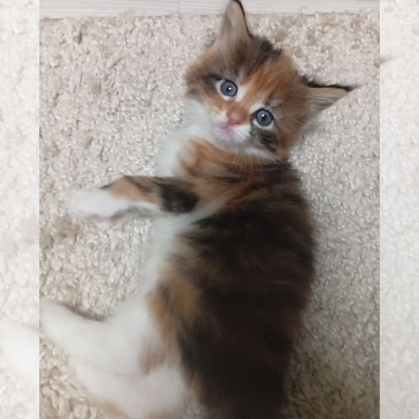 Мейн-кун котёнок