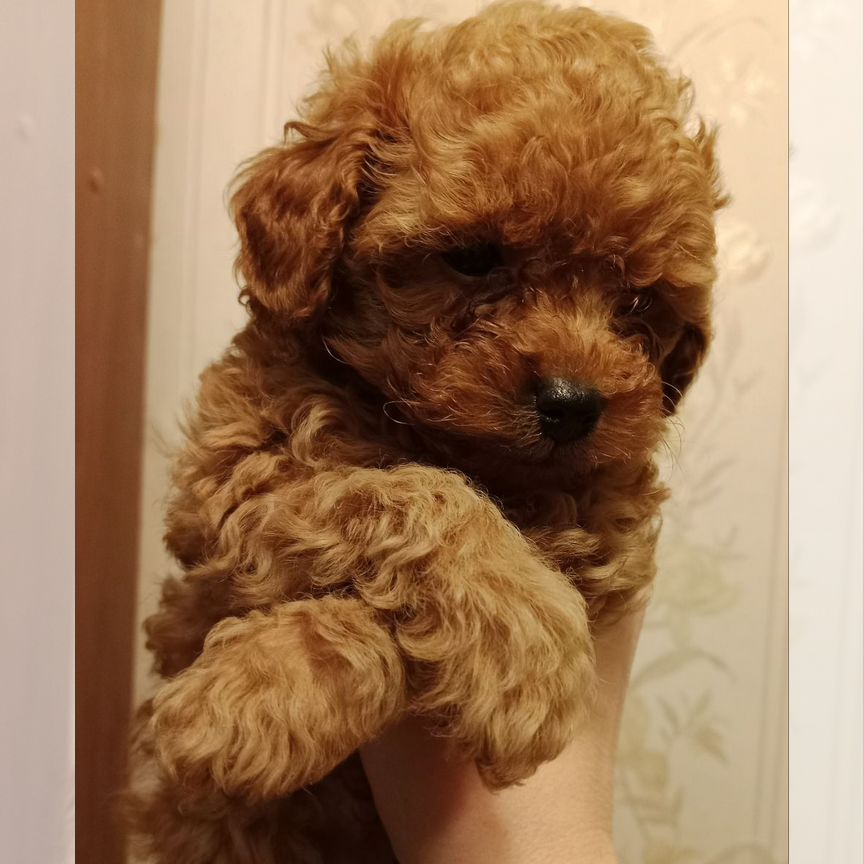 Той-пудель, щенок